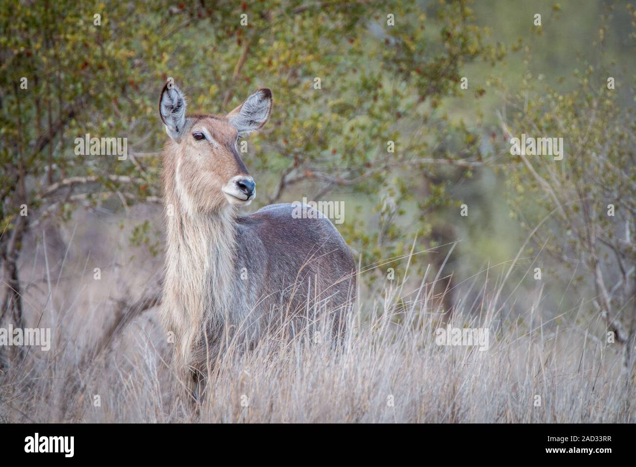 Female waterbuck hi-res stock photography and images - Alamy