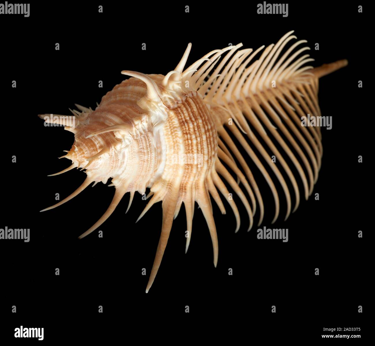 With more than 100 spines, this snail is well protected from predators ...
