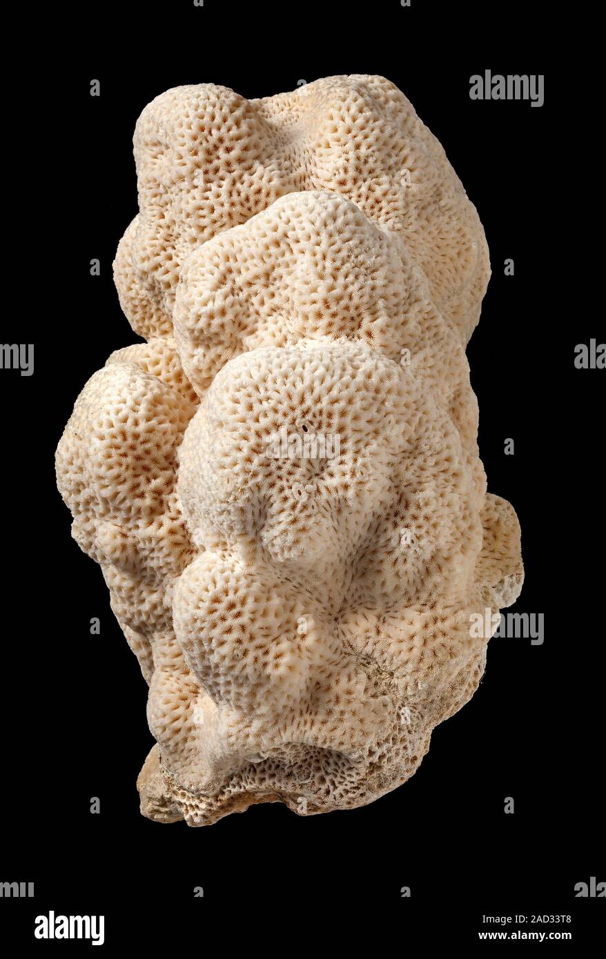 Indo-Pacific coral specimen. 2014. 11 Stock Photo - Alamy
