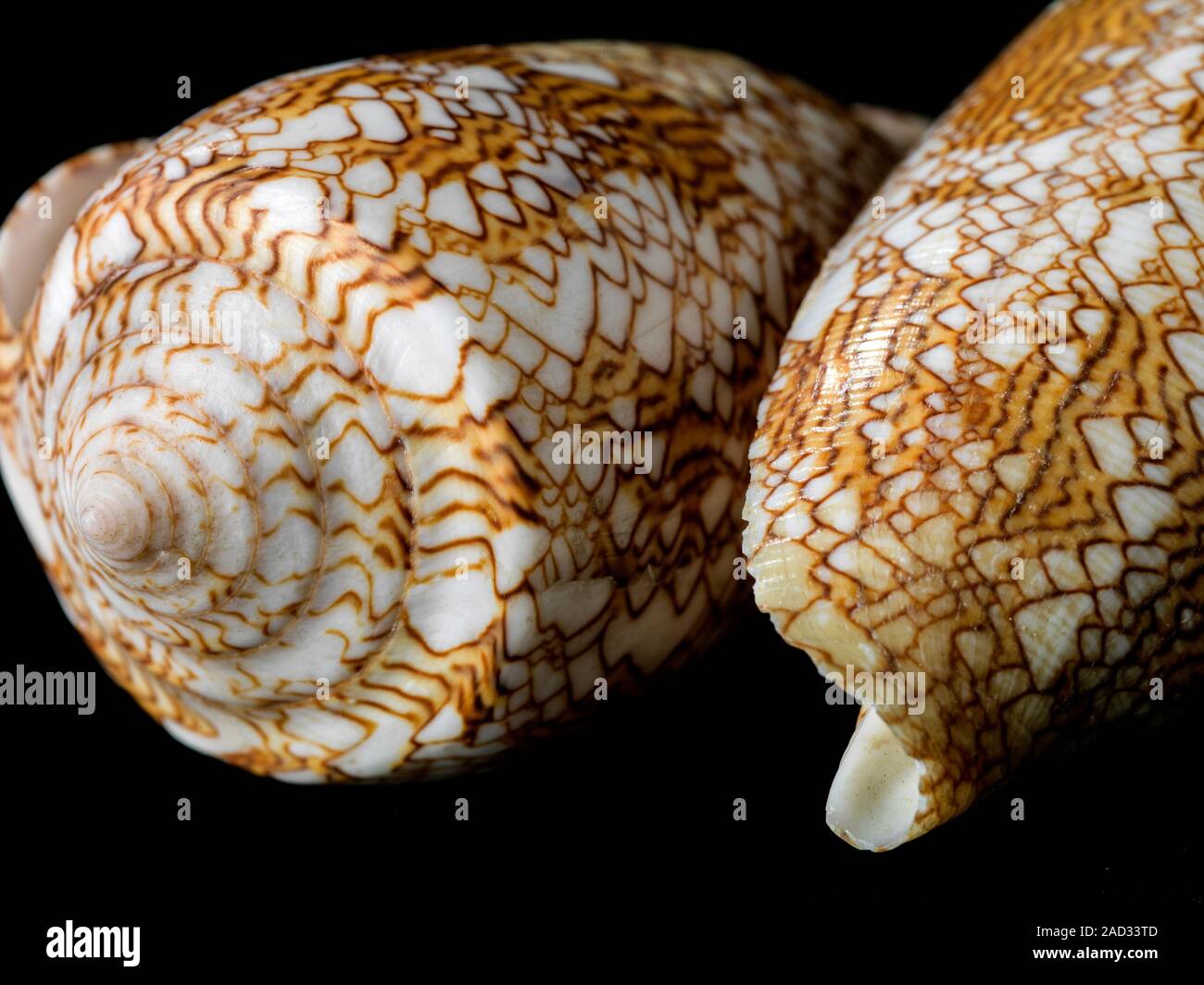 There are more than 600 species of venomous cone snails, with a variety ...
