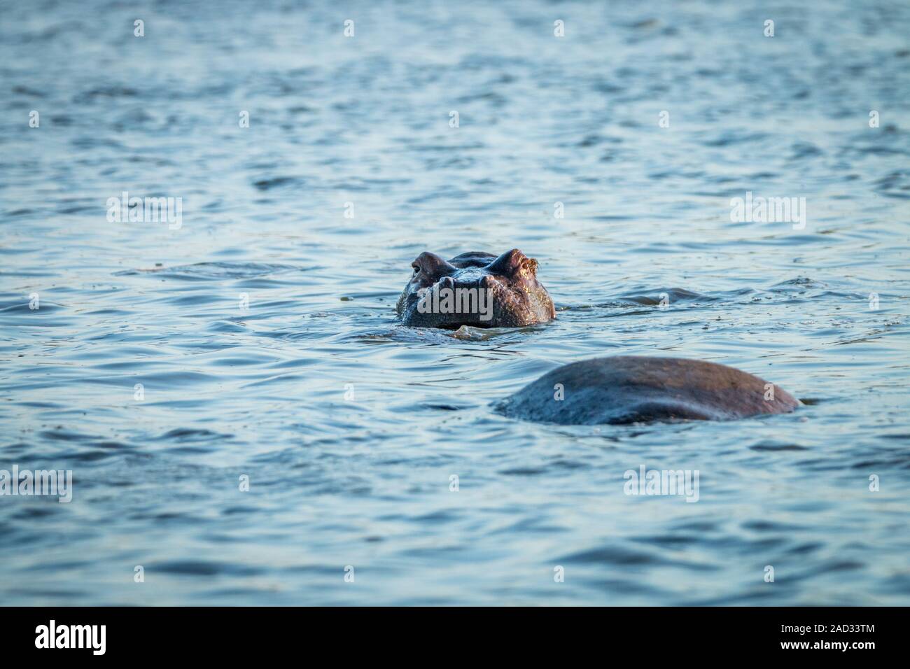 Hippo starring out of the water Stock Photo - Alamy