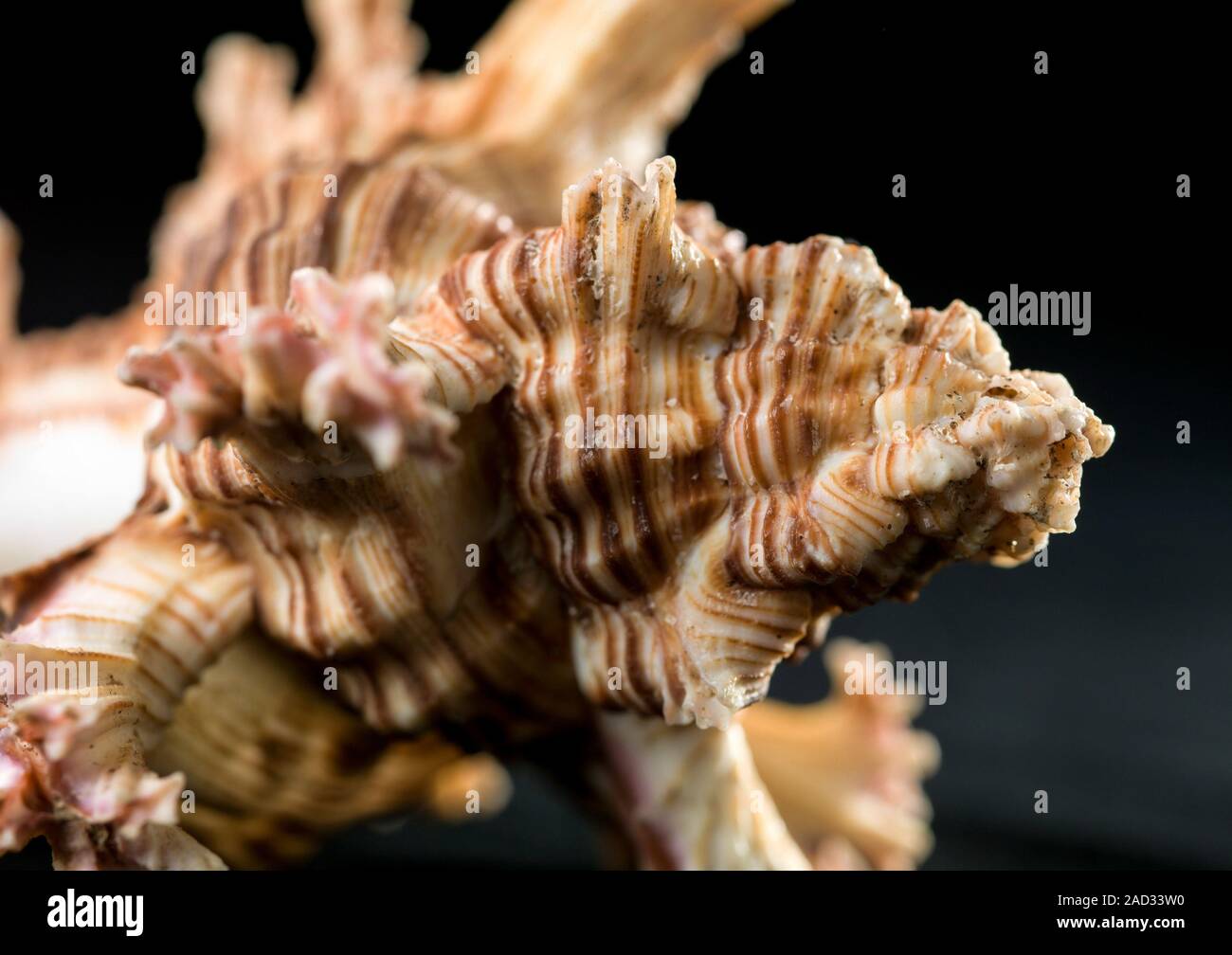 Chicoreus palmarosae, Predatory sea snail from The Chagos Archipelago ...