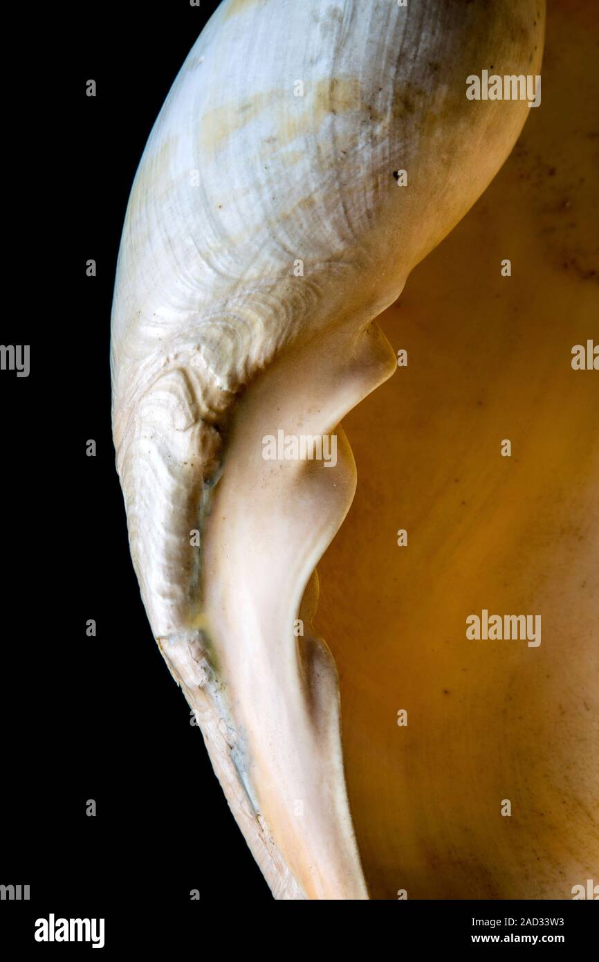 The giant baler is named after its traditional use to bail out water ...