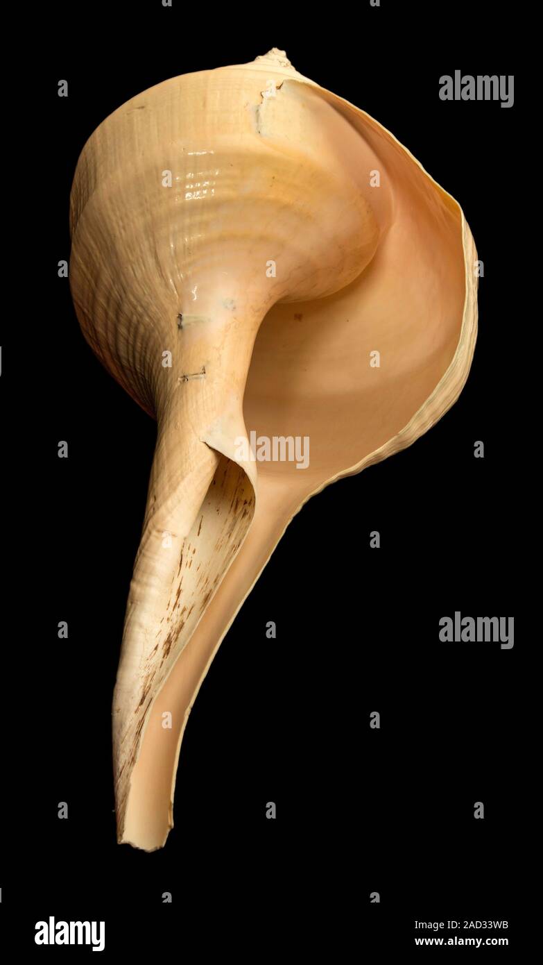 Shell of the world's largest extant snail species, growing up to 91 ...