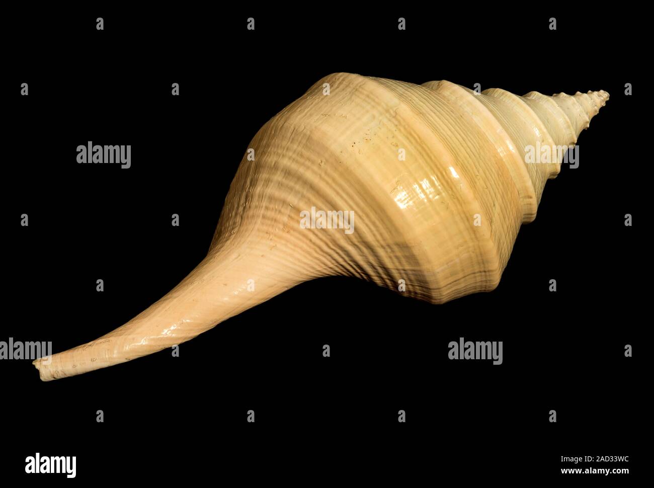 Shell of the world's largest extant snail species, growing up to 91 ...