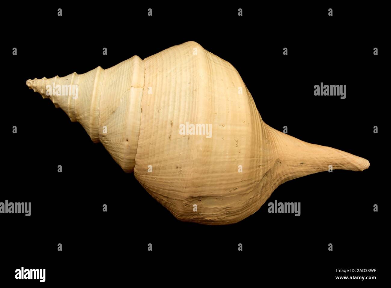 Shell of the world's largest extant snail species, growing up to 91 ...
