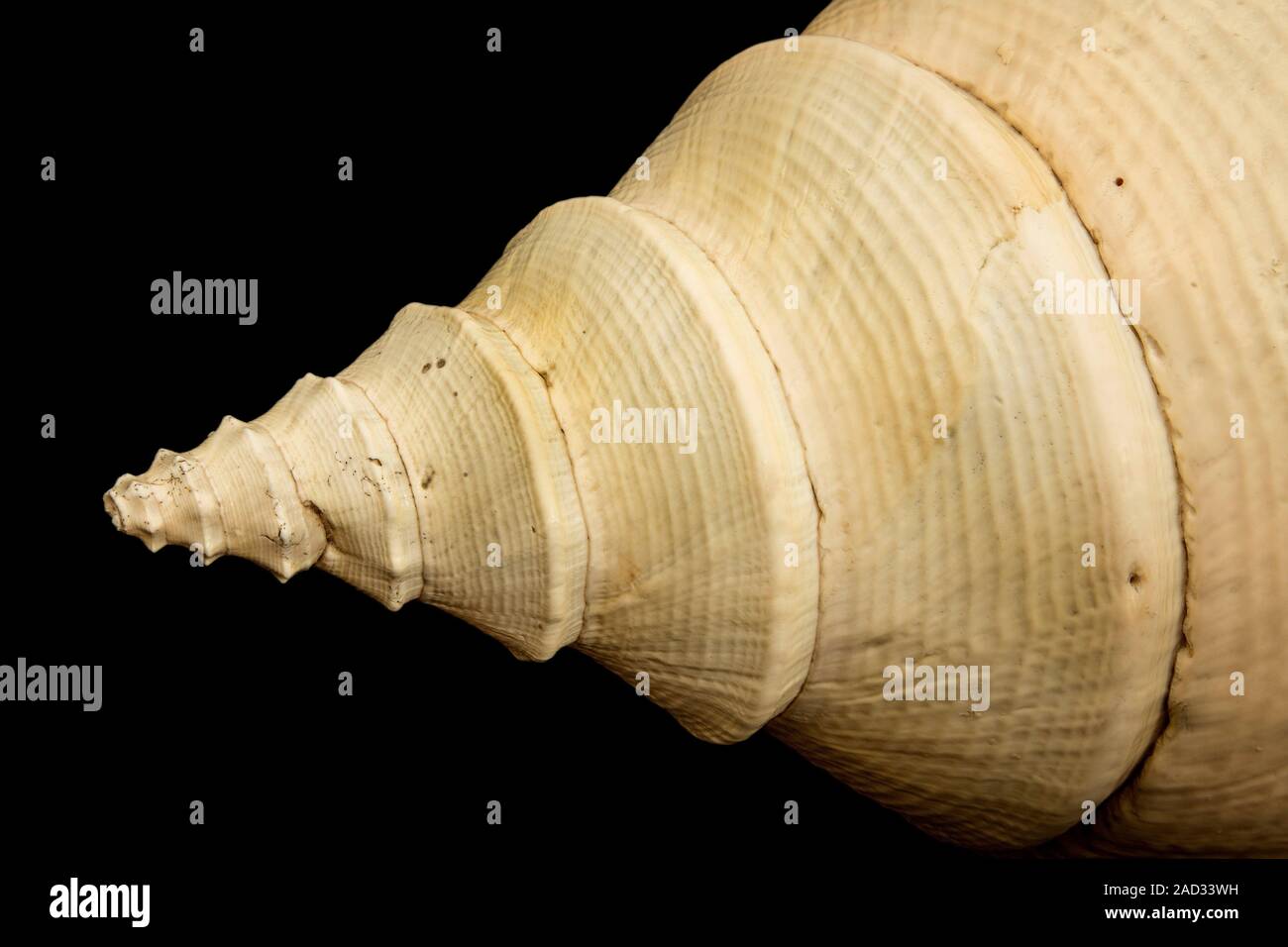 Shell of the world's largest extant snail species, growing up to 91 ...