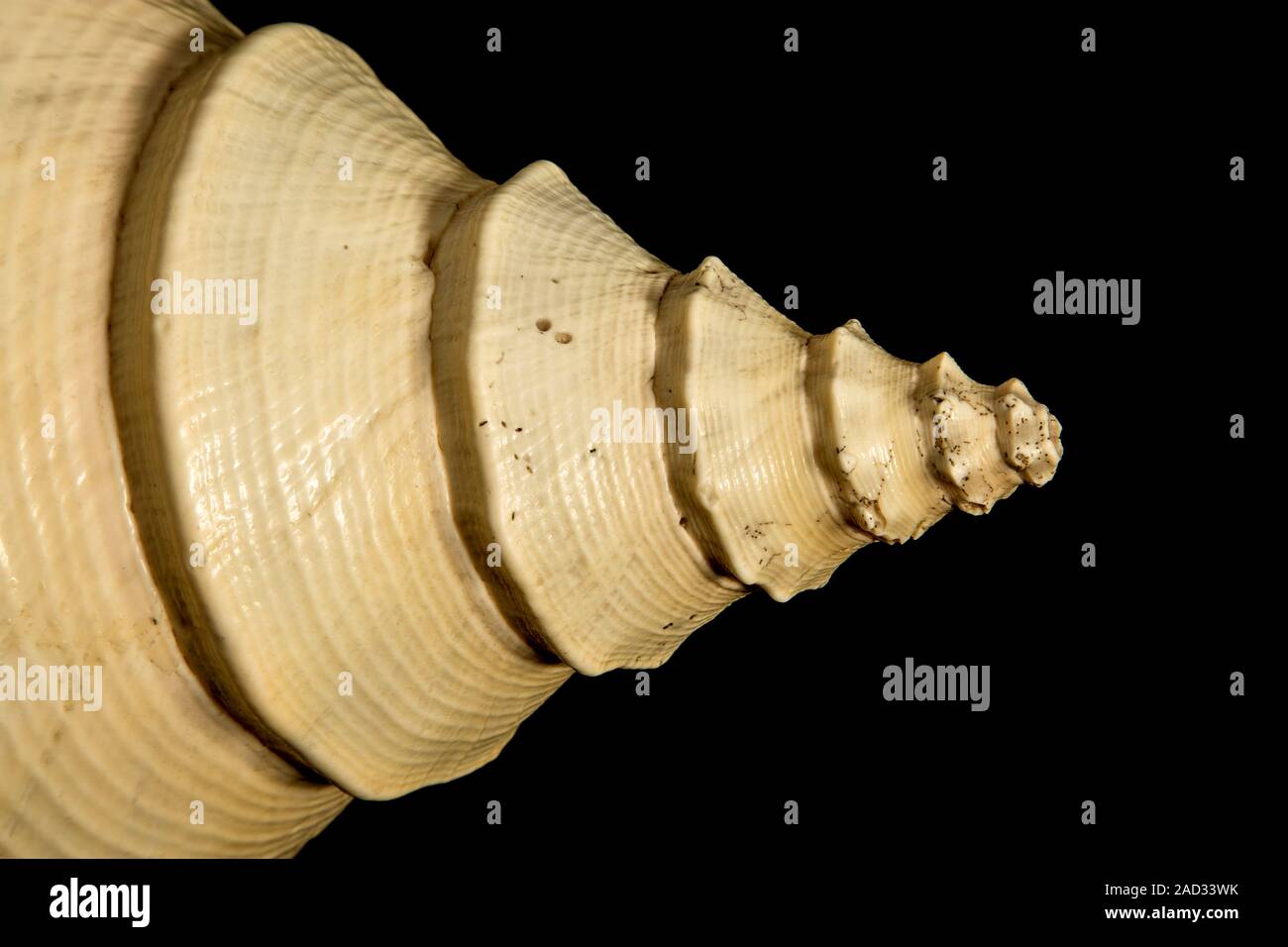 Shell of the world's largest extant snail species, growing up to 91 ...