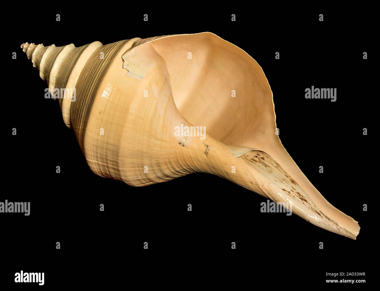 Shell of the world's largest extant snail species, growing up to 91 ...