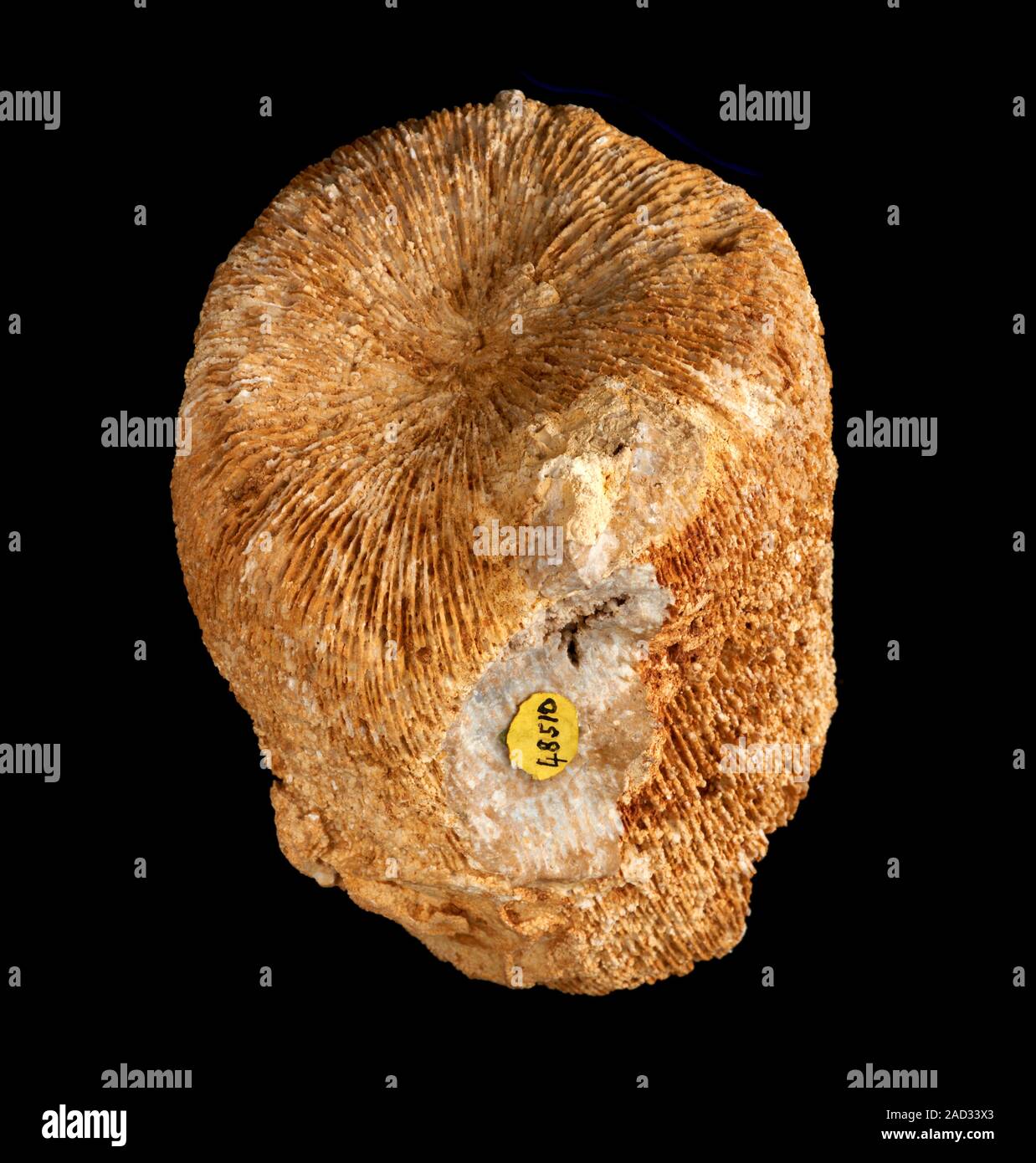 Specimens of fossil coral dating from the Jurassic period (201 to 145 ...