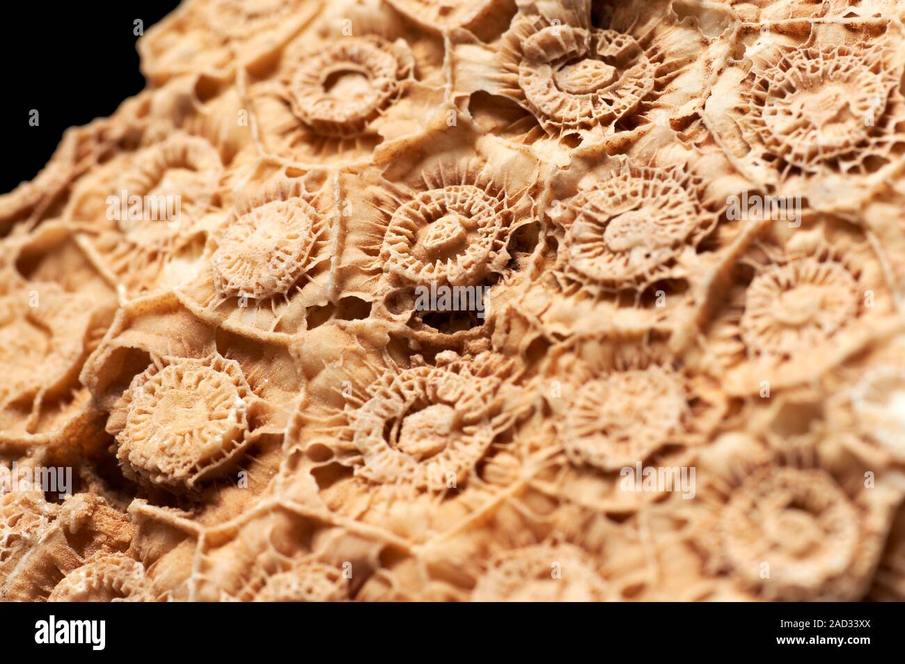 Specimens of coral fossils, part of the Museum coral collections from ...