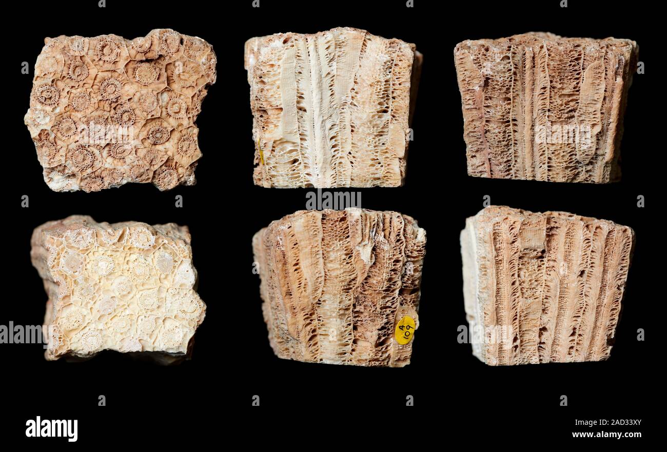 Specimens of coral fossils, part of the Museum coral collections from ...
