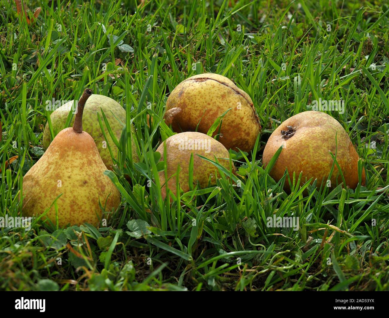 The perry hi-res stock photography and images - Alamy