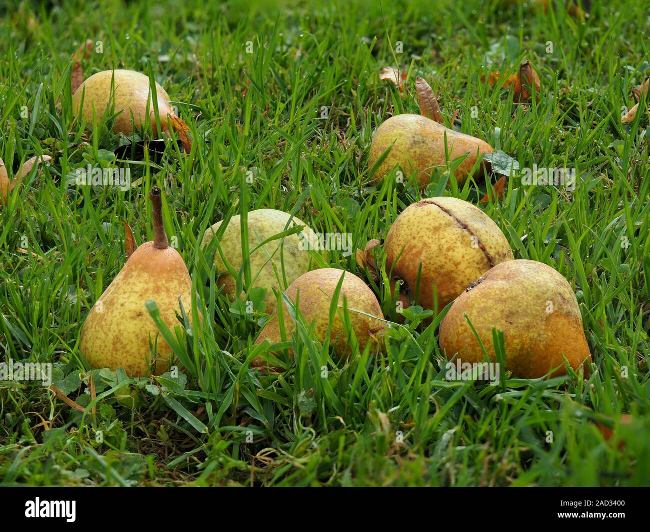 Birnenmost hi-res stock photography and images - Alamy