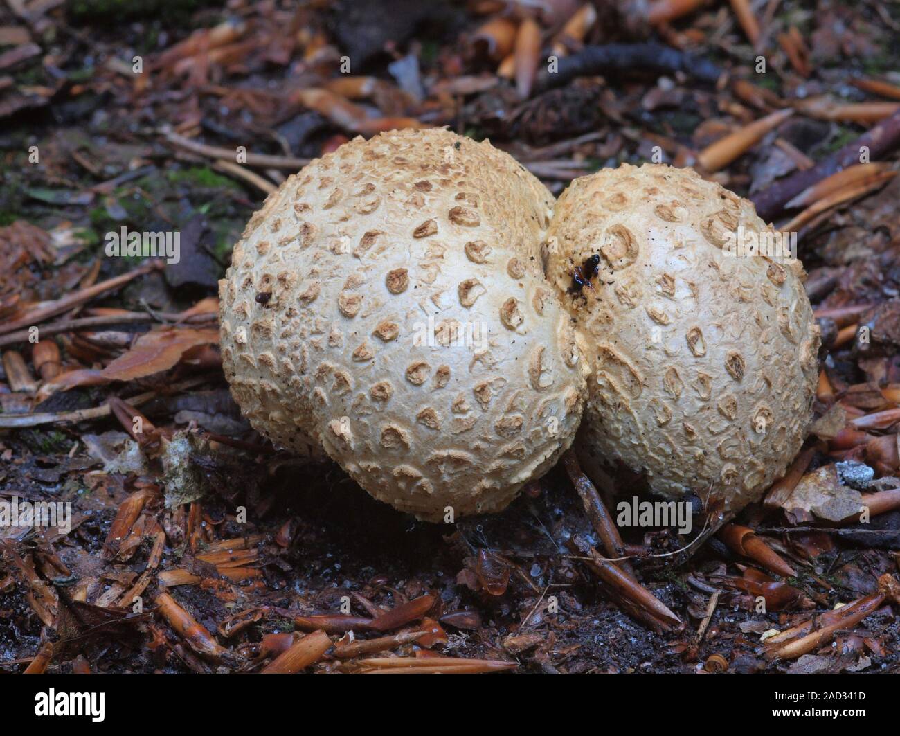 Common earthball, pigskin poison puffball Stock Photo - Alamy