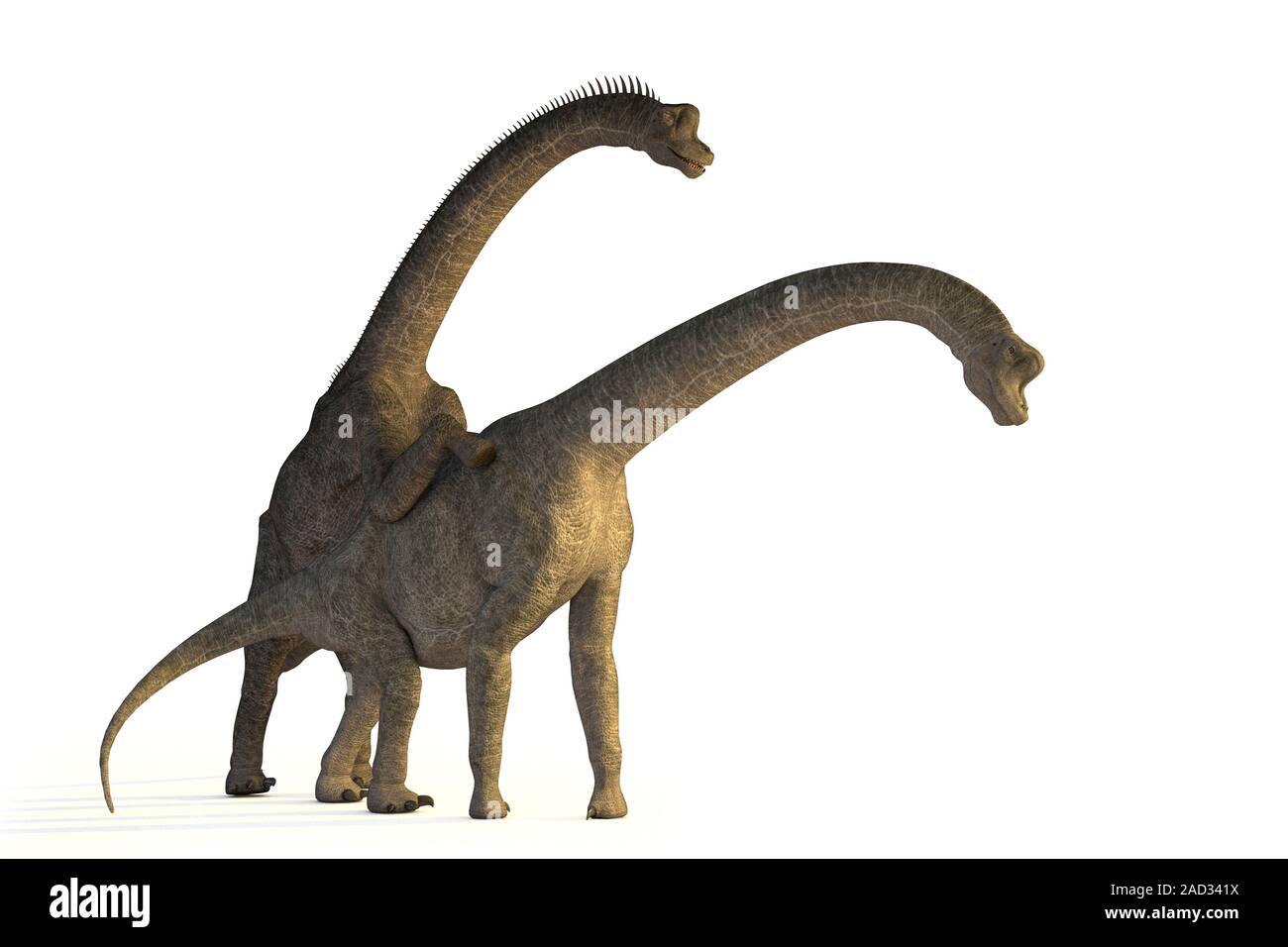 Apatosaurus dinosaurs mating. Computer illustration of Apatosaurus sp. dinosaurs mating ...