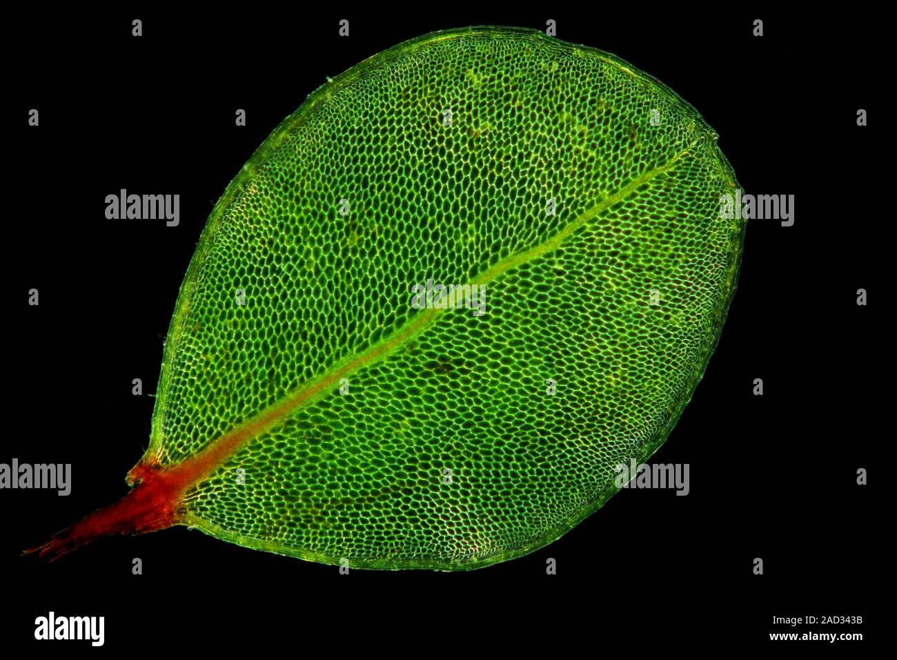 Moss leaf. Darkfield illuminated light micrograph of a section through ...