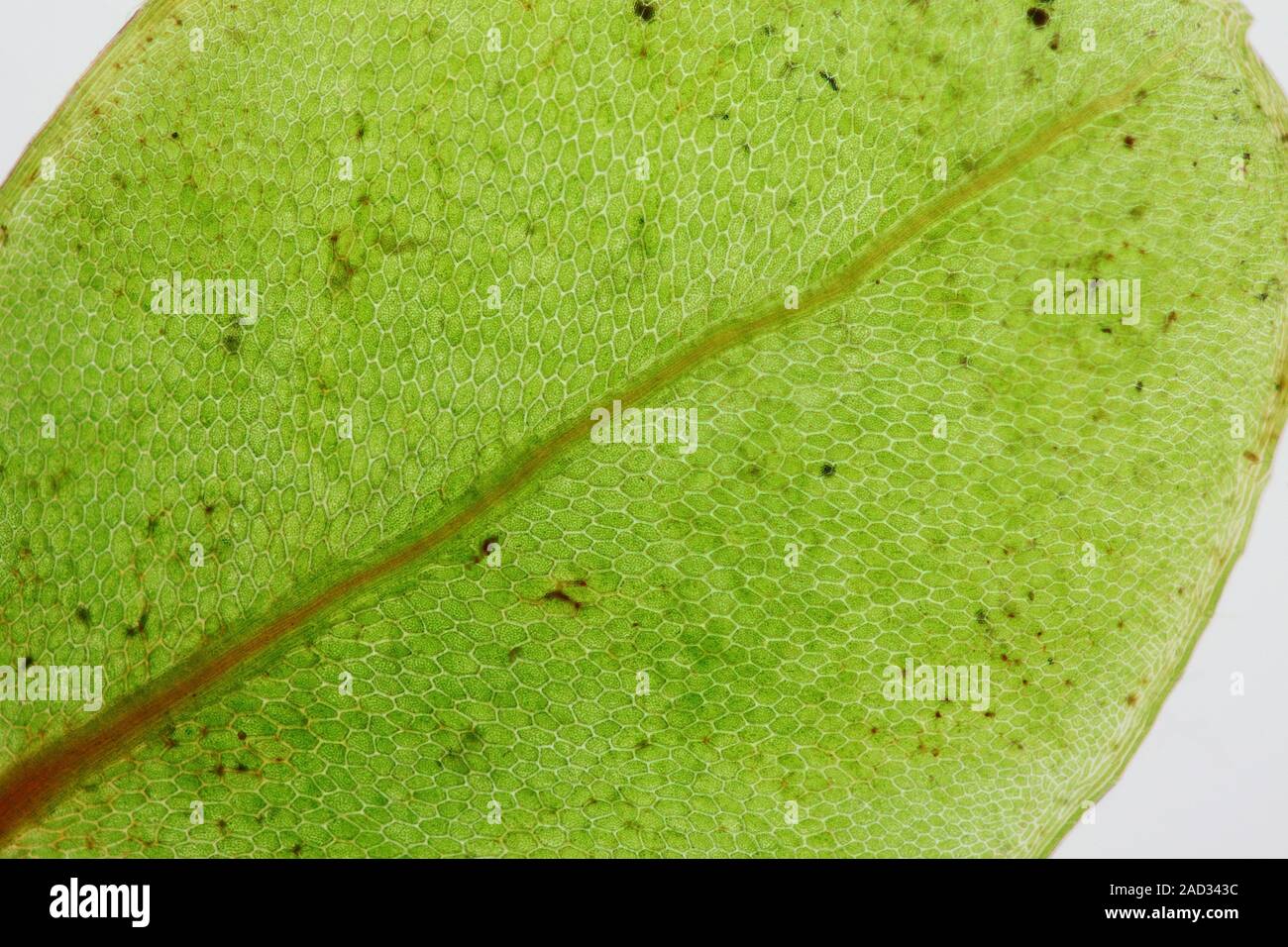 Moss leaf. Brightfield illuminated light micrograph of a section ...