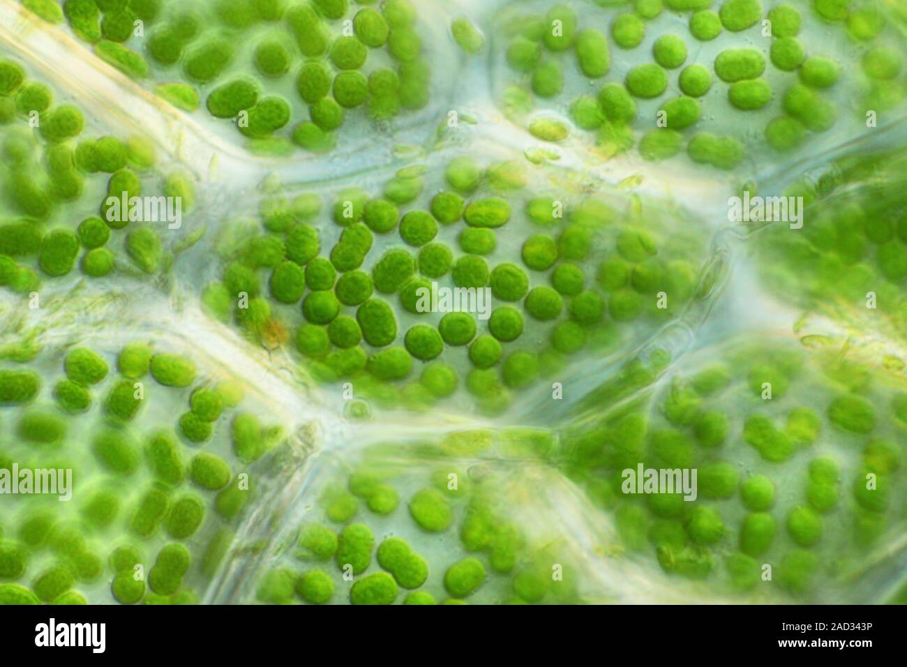 Moss leaf. Differential interference contrast (DIC) light micrograph of ...