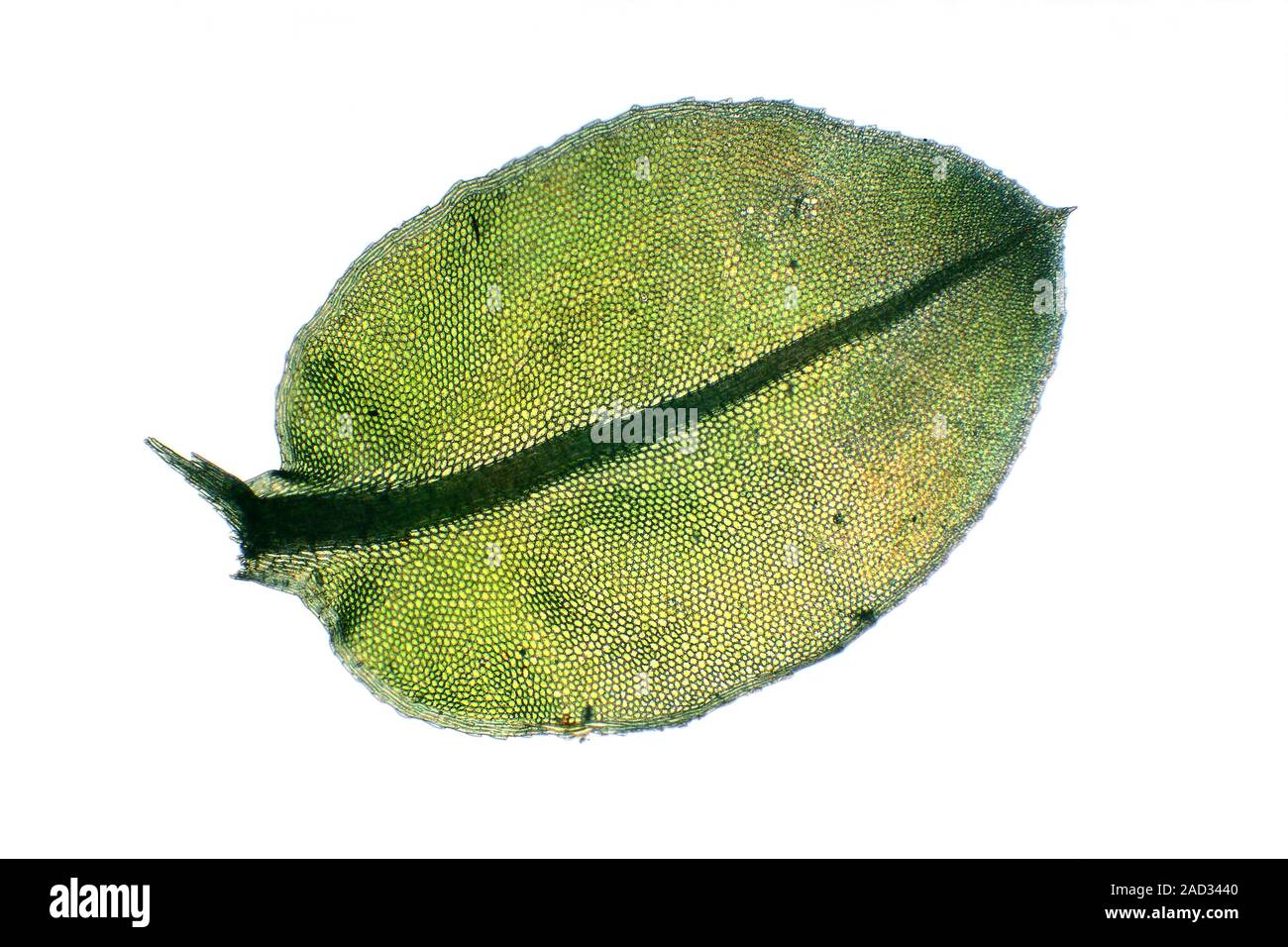 Moss leaf. Brightfield illuminated light micrograph of a section ...