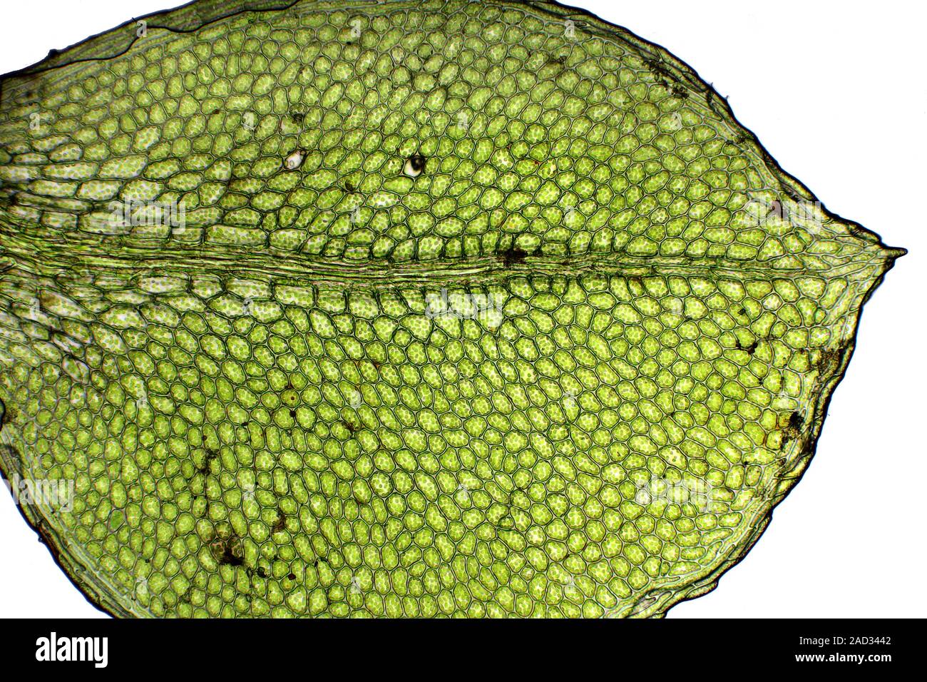 Moss leaf. Brightfield illuminated light micrograph of a section ... Moss leaf. Brightfield illuminated light micrograph of a section ...
