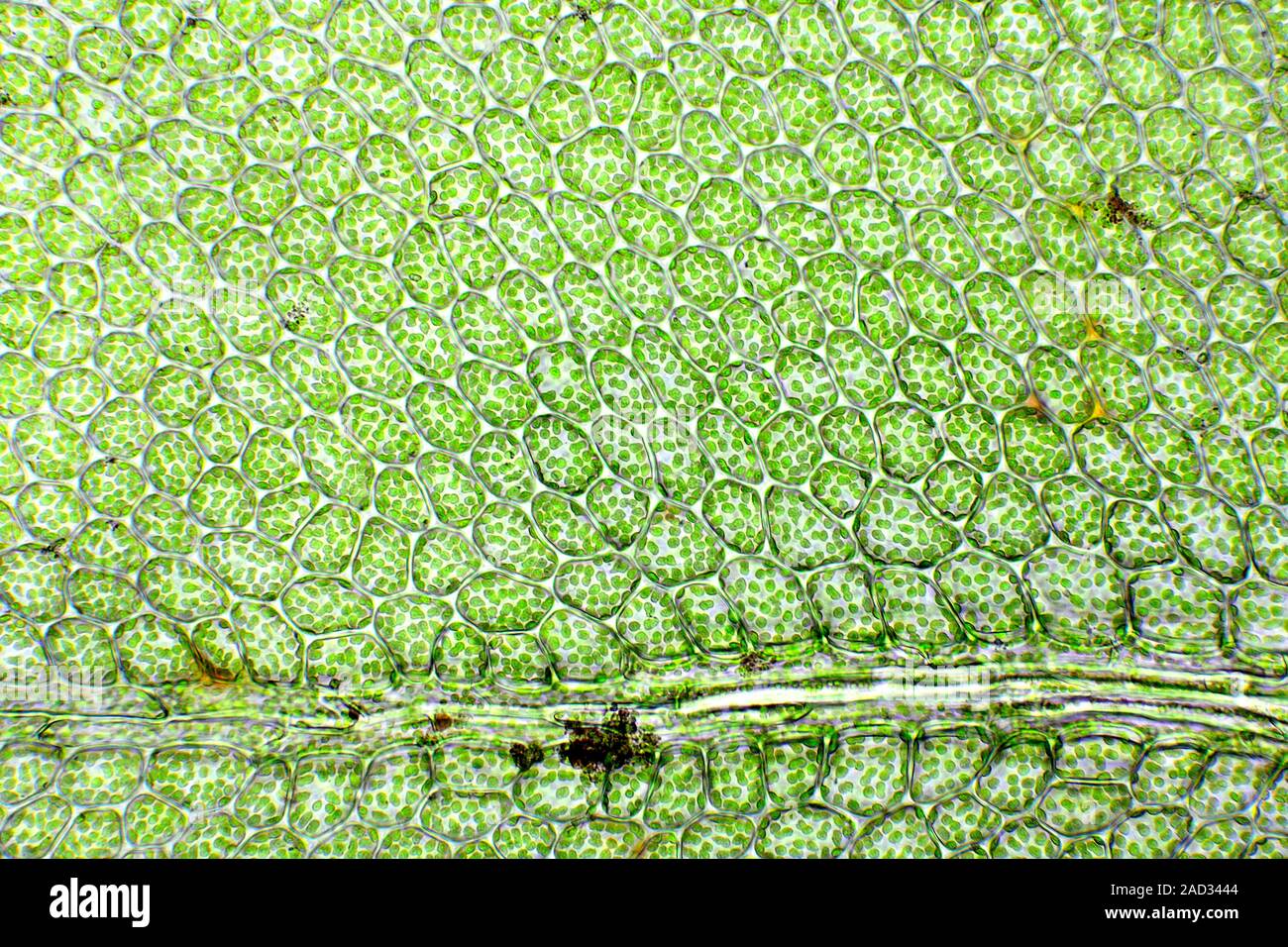 Moss leaf. Brightfield illuminated light micrograph of a section ...