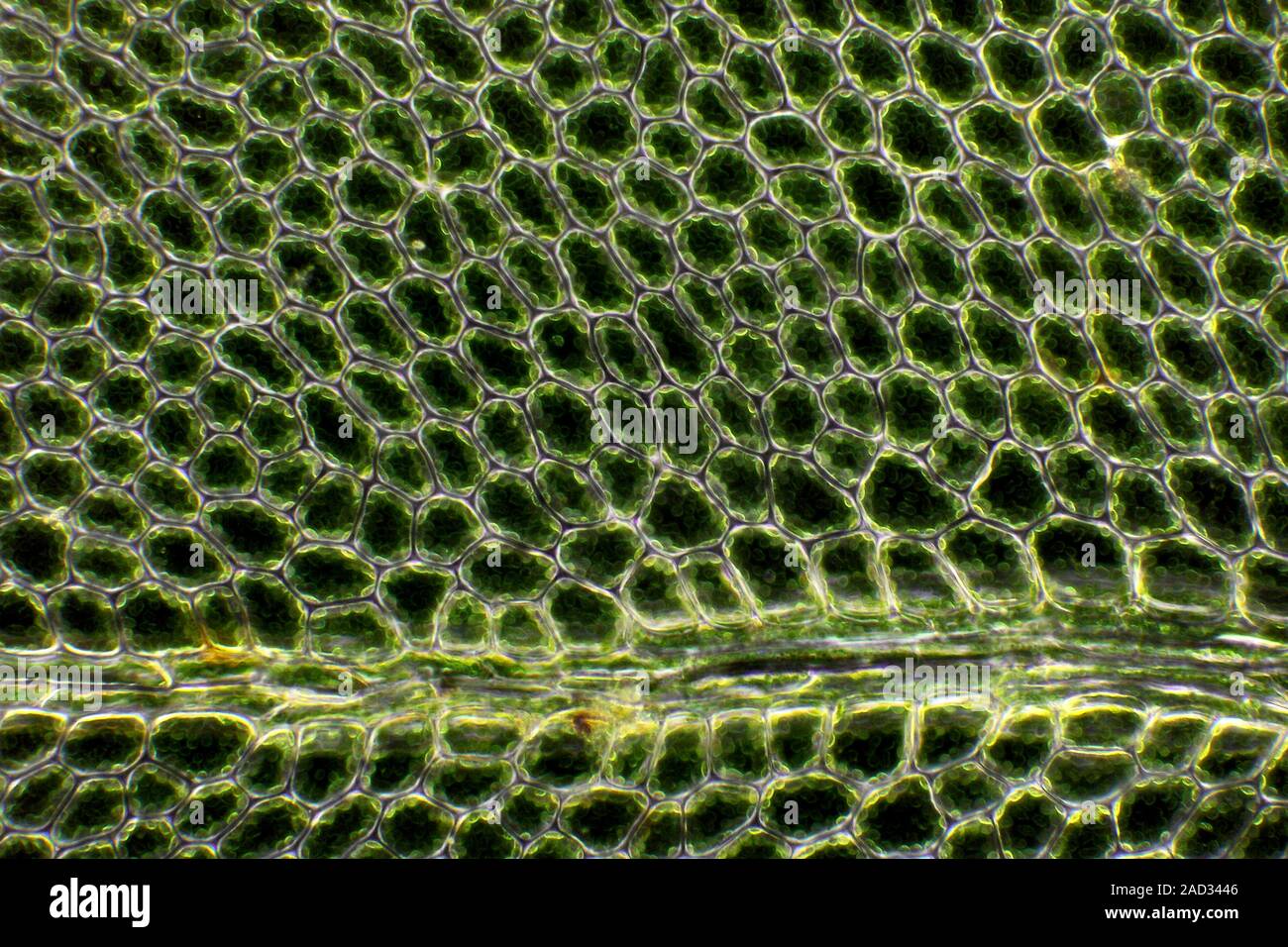 Moss leaf. Darkfield illuminated light micrograph of a section through ... Moss leaf. Darkfield illuminated light micrograph of a section through ...