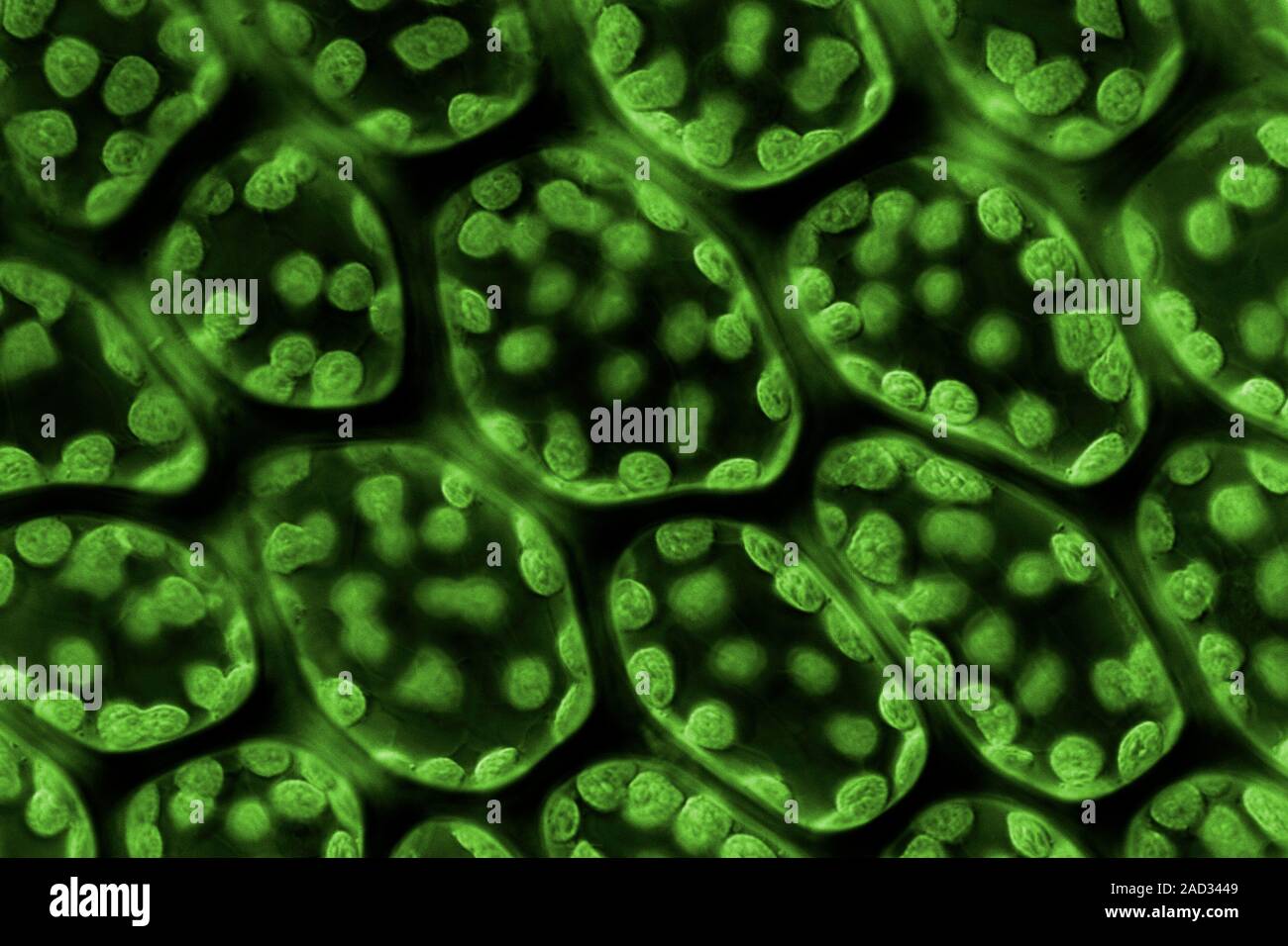 Moss leaf. Differential interference contrast (DIC) light micrograph of ...