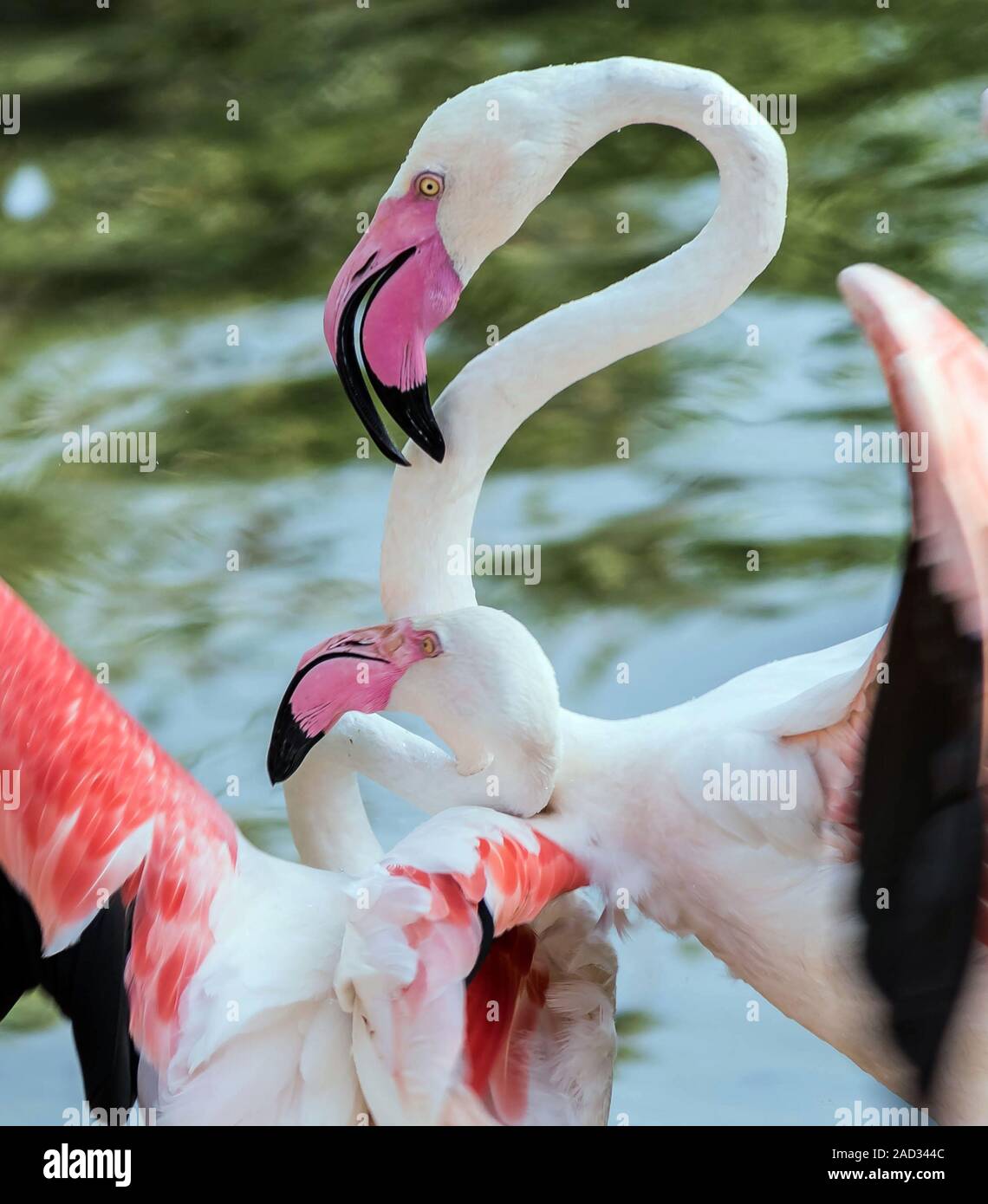 Caribbean pink flamingo at Ras al Khor Wildlife Sanctuary, a wetland ...