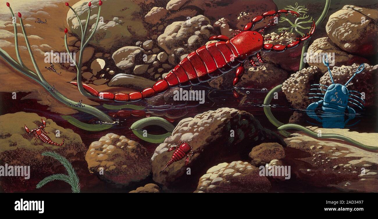 Prehistoric crustaceans. Computer illustration of prehistoric ...
