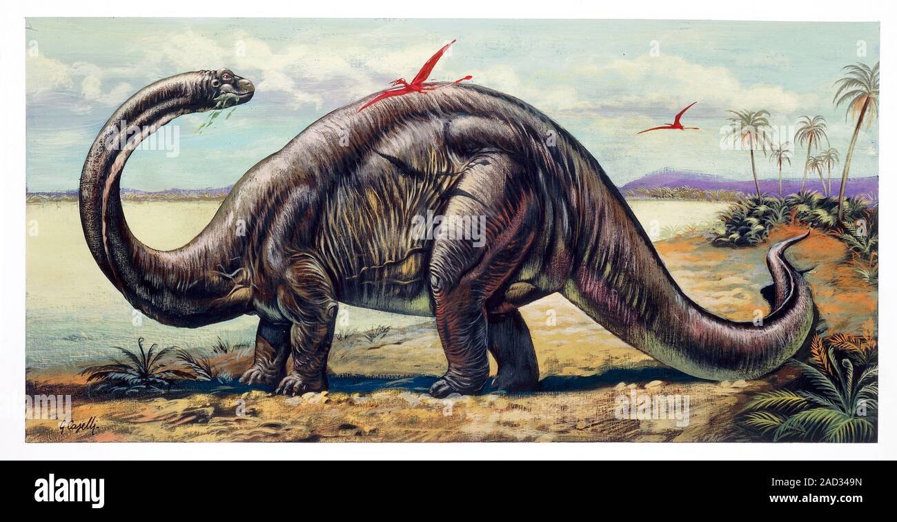 Apatosaurus with pterosaurs. Computer illustration of pterosaurs flying ...