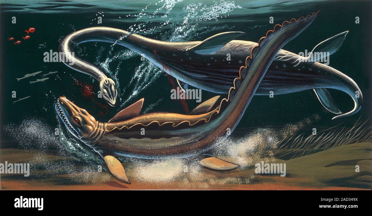 Marine dinosaurs fighting. Computer illustration of prehistoric marine ...