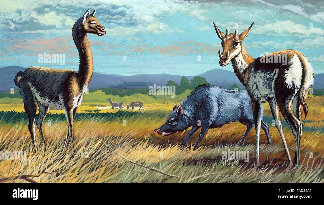 Prehistoric mammals. Computer illustration of prehistoric placental ...