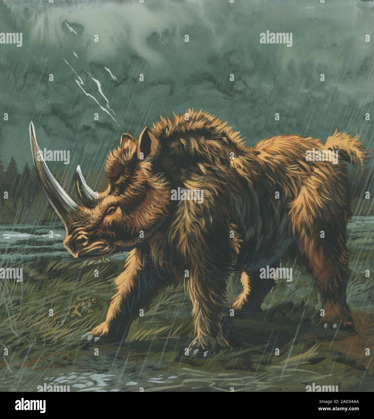 Woolly rhinoceros (Coelodonta antiquitatis). Computer illustration of a ...