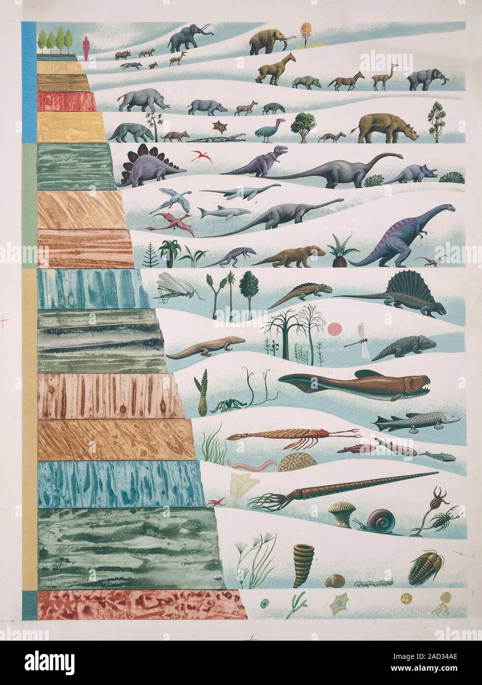 Evolution. Computer illustration representing the evolution of animals ...