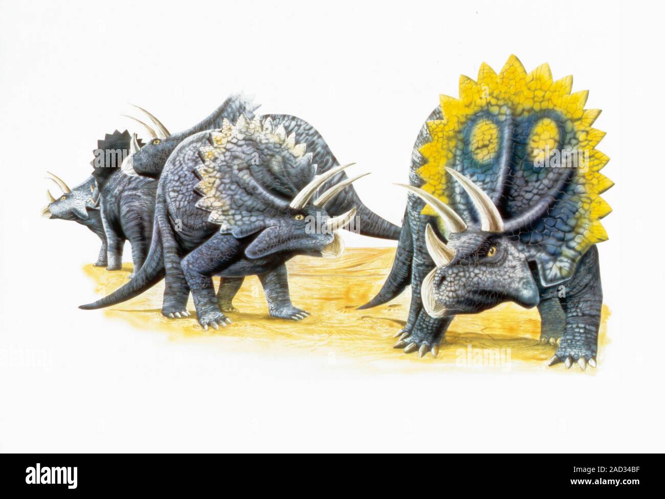 Triceratops dinosaurs. Computer illustration of Triceratops sp ...