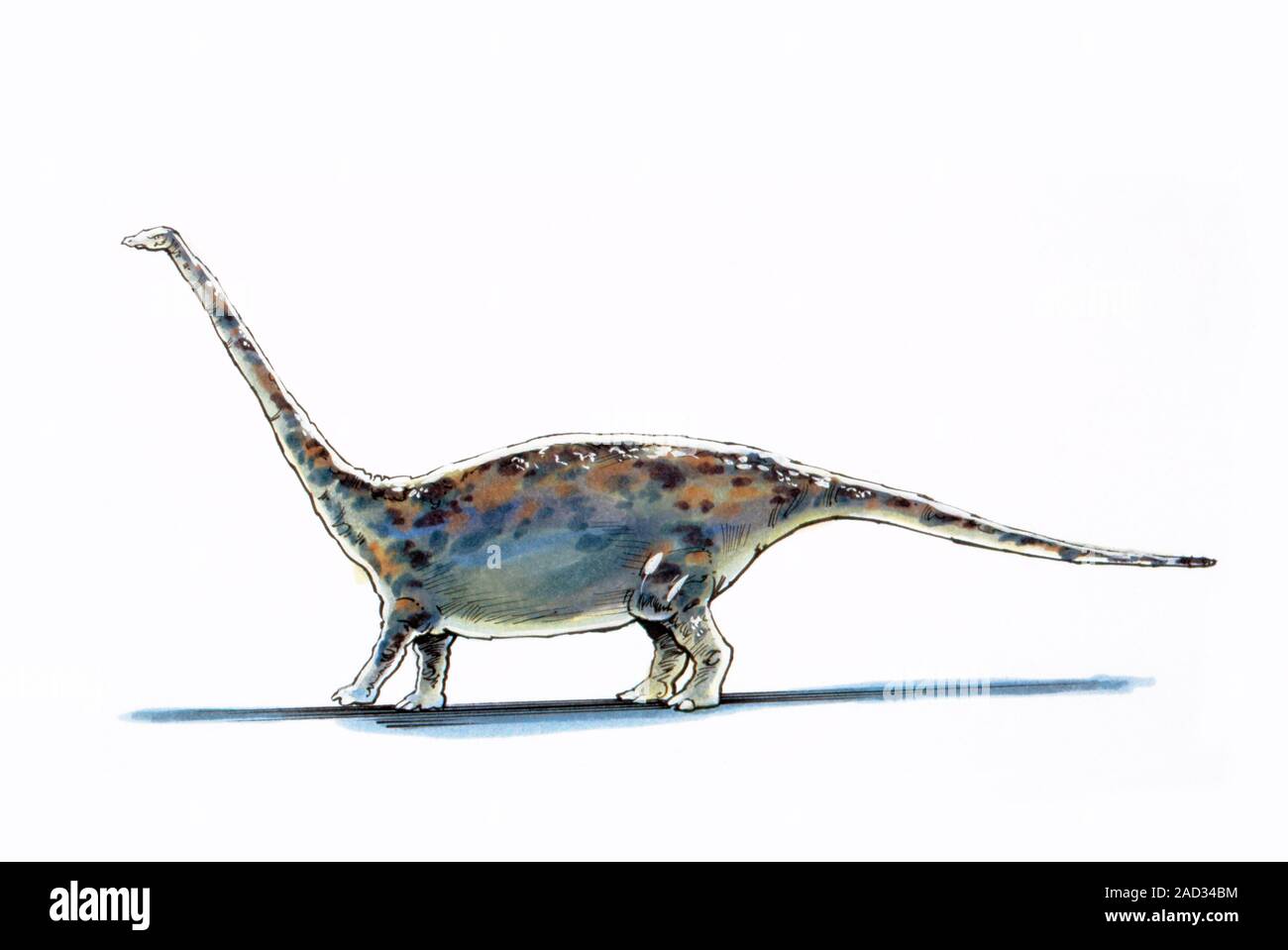 Barapasaurus dinosaur. Computer illustration of a Barapasaurus sp ...