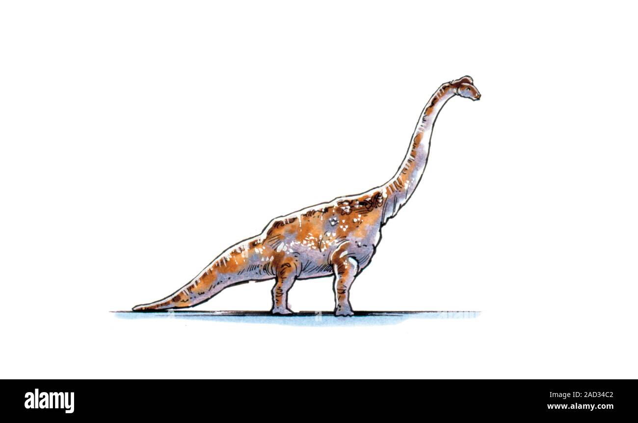 Astrodon dinosaur. Computer illustration of an Astrodon sp. dinosaur ...