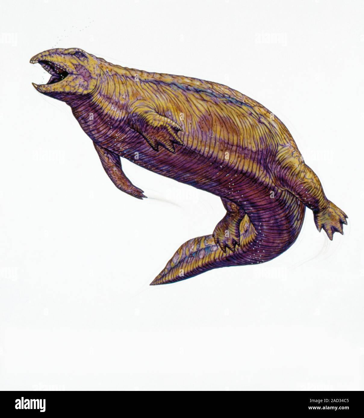 Placodus prehistoric marine reptile. Computer illustration of a ...