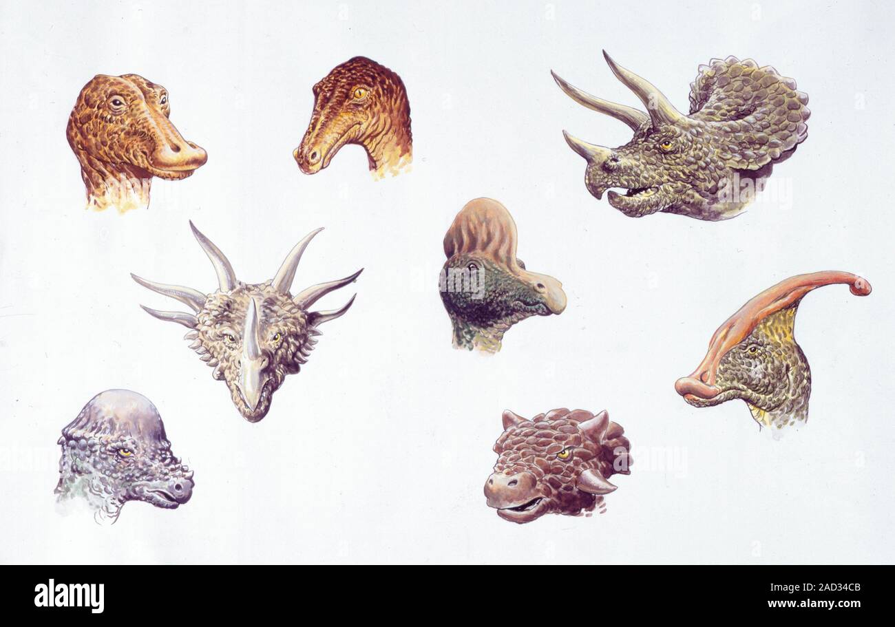Dinosaur heads compared. Computer illustration comparing the appearance ...