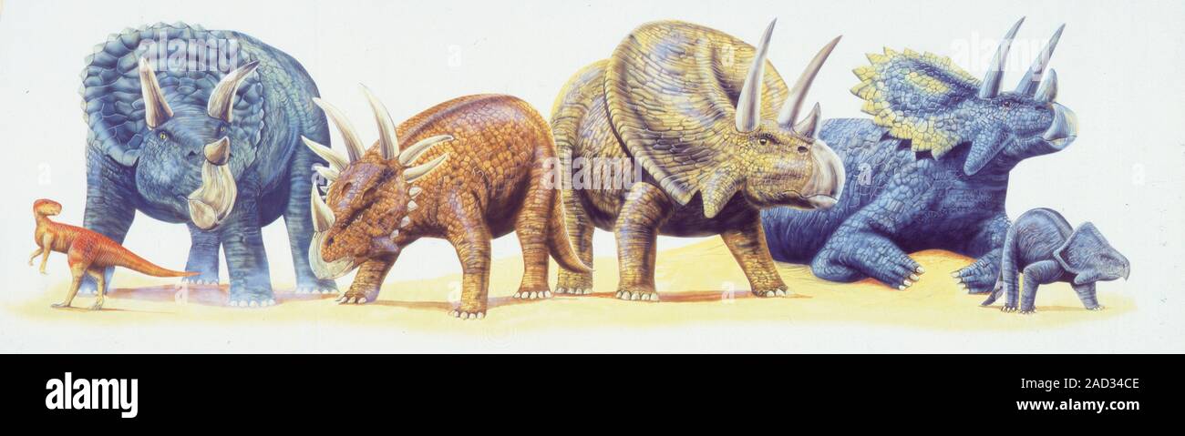 Ceratopsid dinosaurs. Computer illustration of (from left to right ...