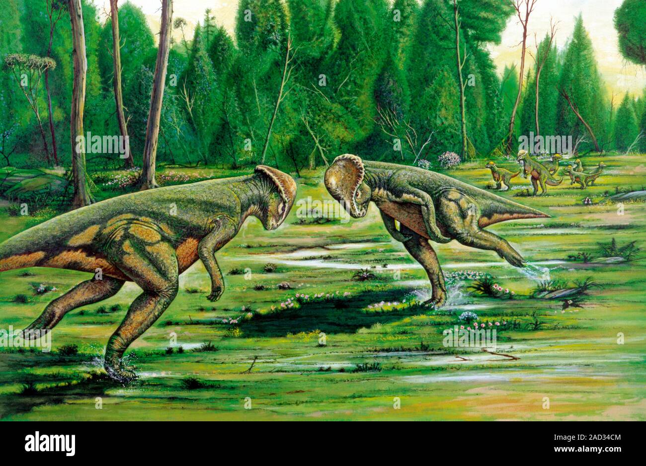 Pachycephalosaurus. Computer illustration of two Pachycephalosaurus sp ...