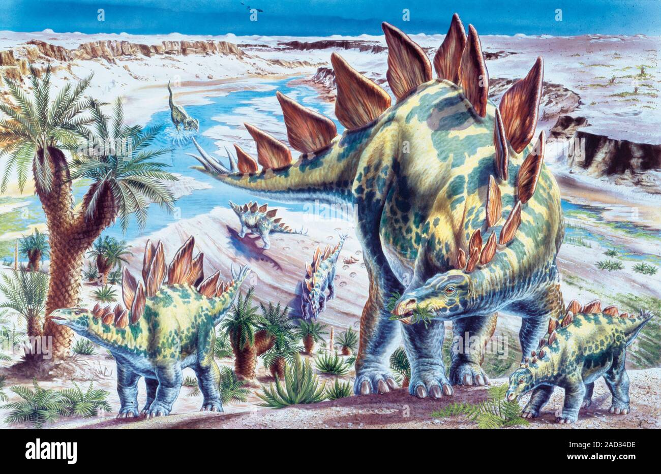 Stegosaurus dinosaurs. Computer illustration of a group of Stegosaurus ...