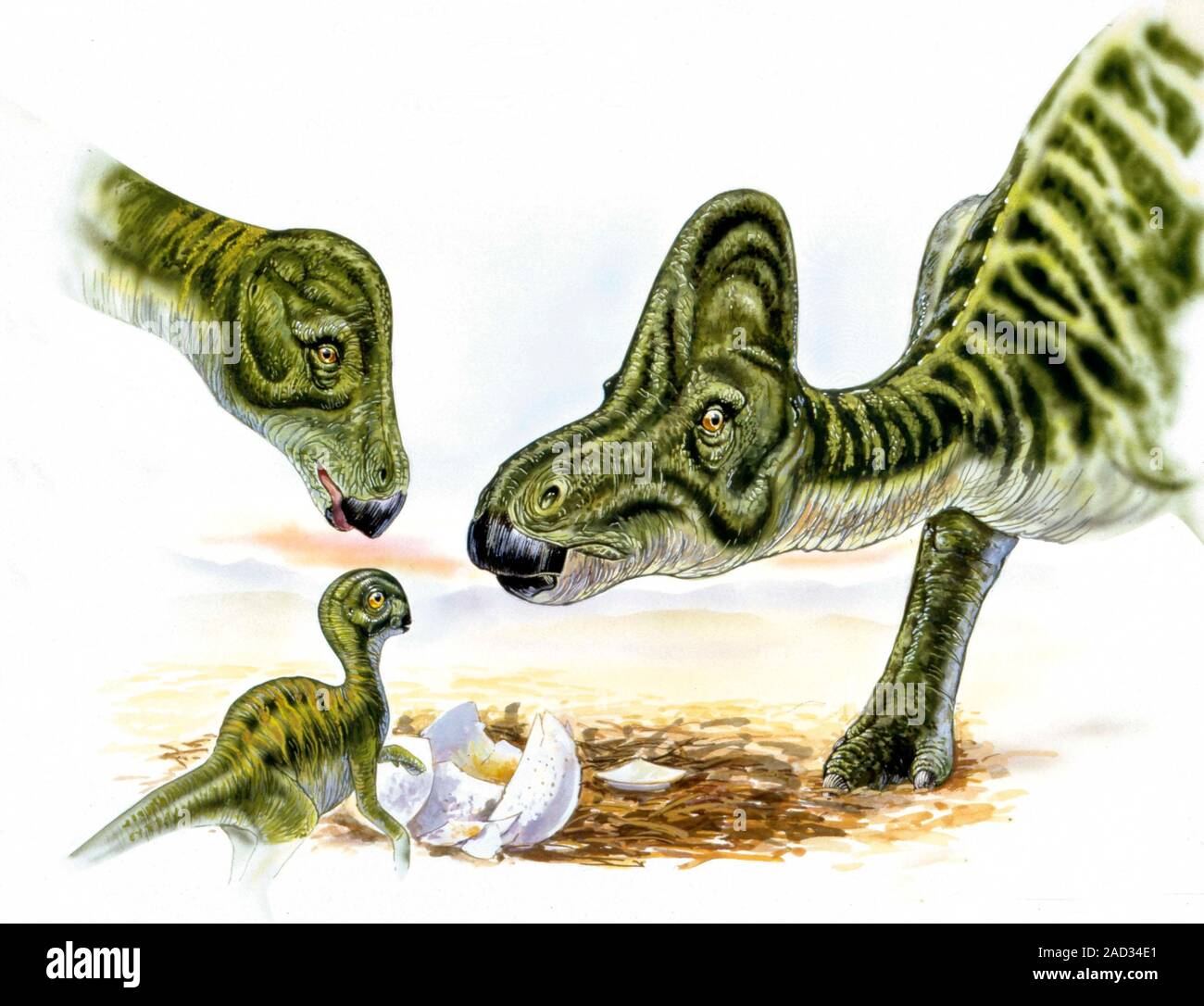 Hypacrosaurus dinosaurs and young. Computer illustration of ...