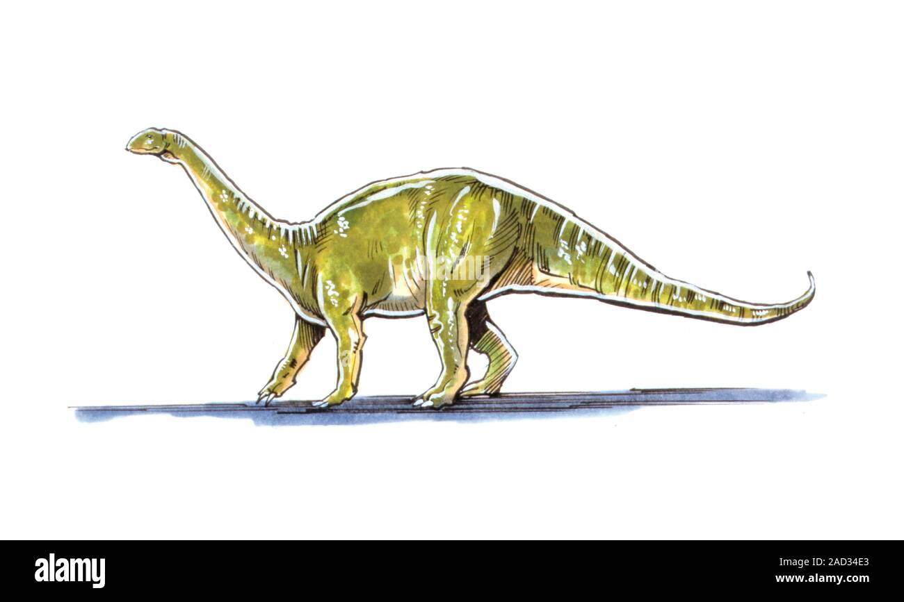 Melanorosaurus dinosaur. Computer illustration of a Melanorosaurus sp ... Melanorosaurus dinosaur. Computer illustration of a Melanorosaurus sp ...