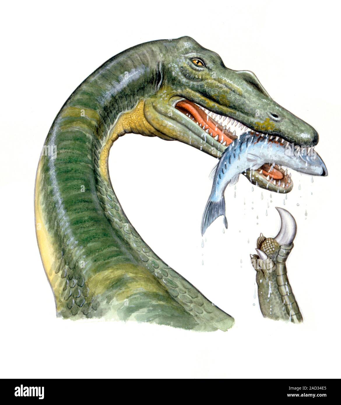 Baryonyx dinosaur. Computer illustration of a Baryonyx sp. dinosaur ...
