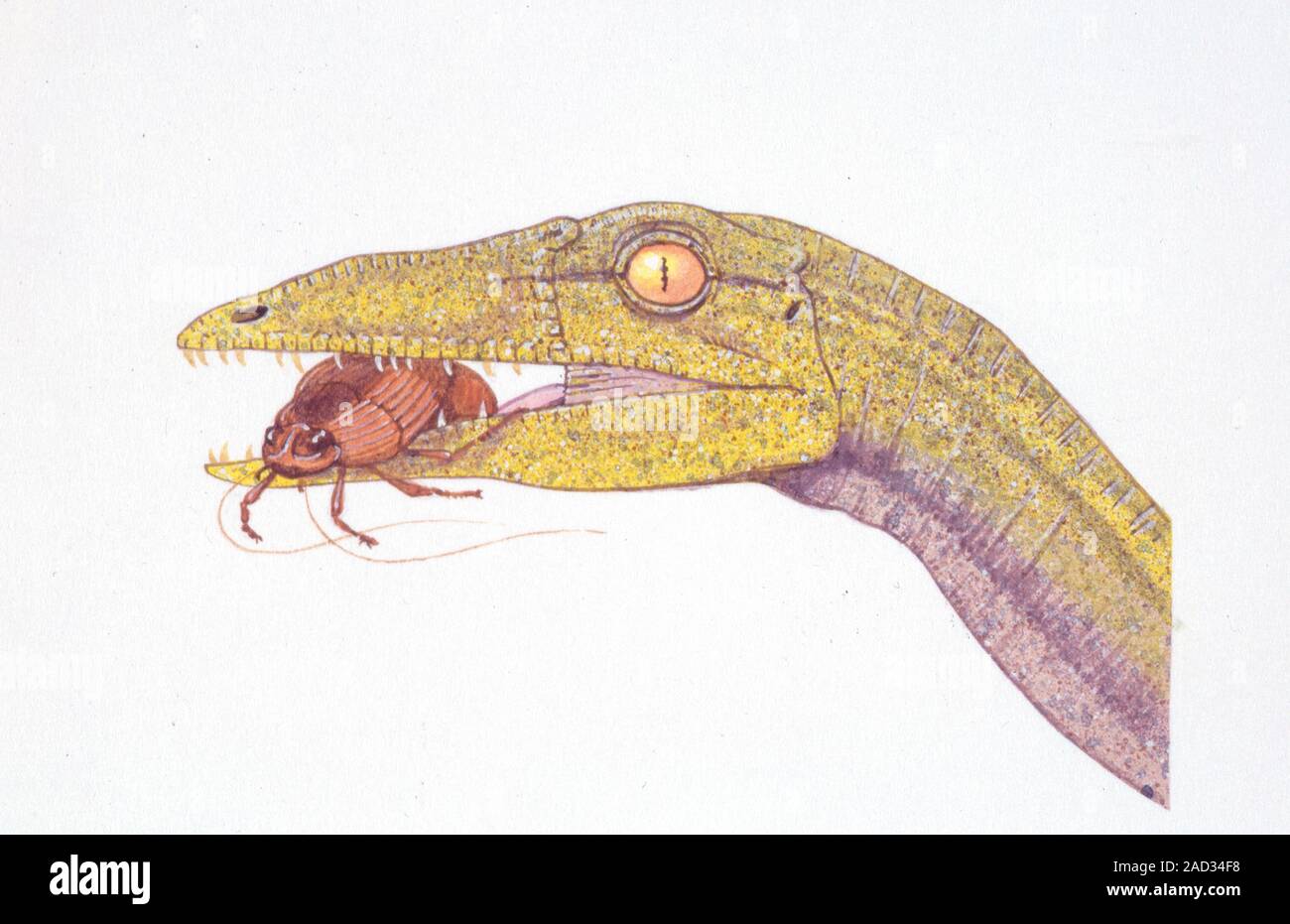 Compsognathus dinosaur. Computer illustration of a Compsognathus sp ...