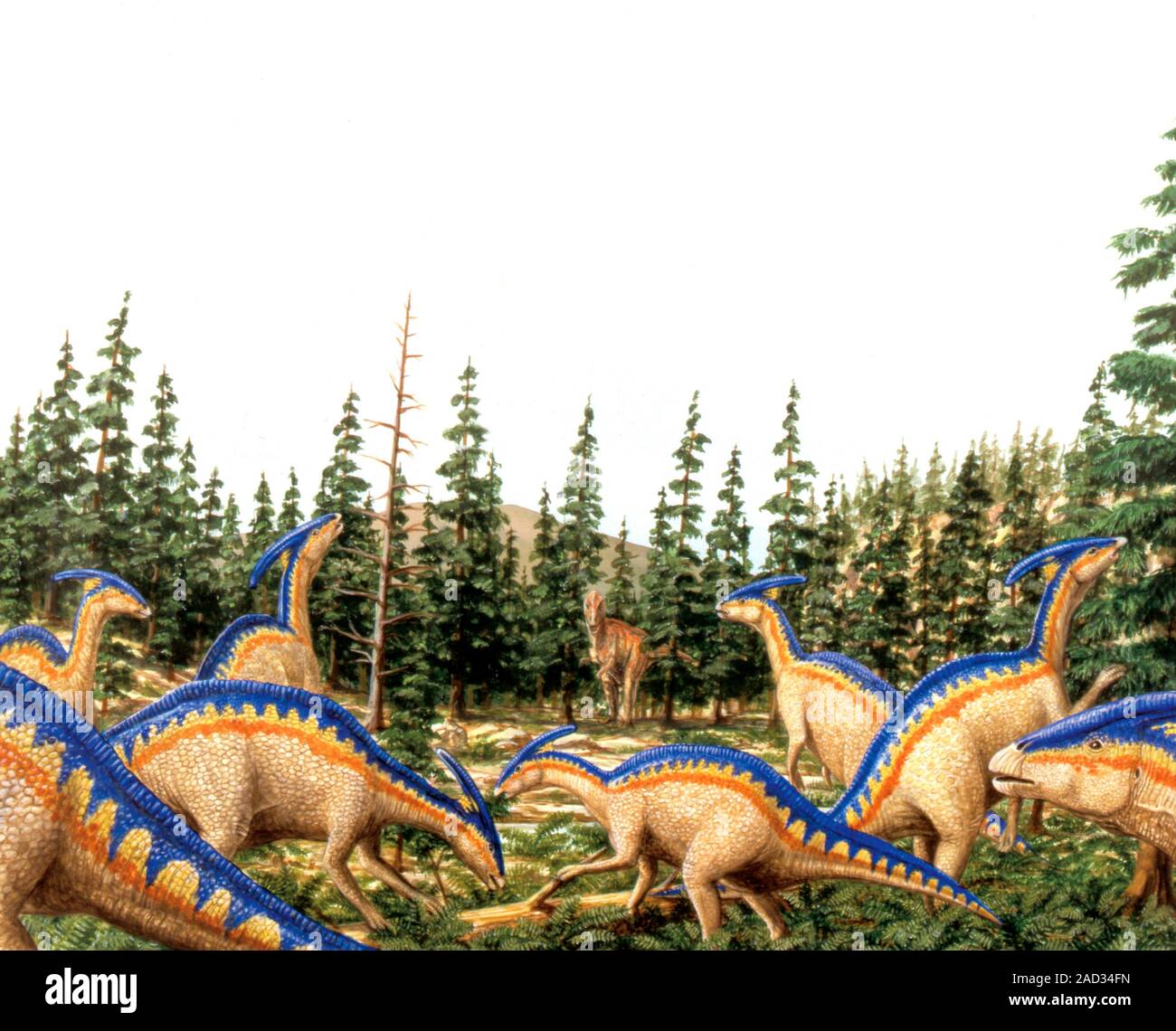 Parasaurolophus dinosaurs. Computer illustration of a carnivorous ...