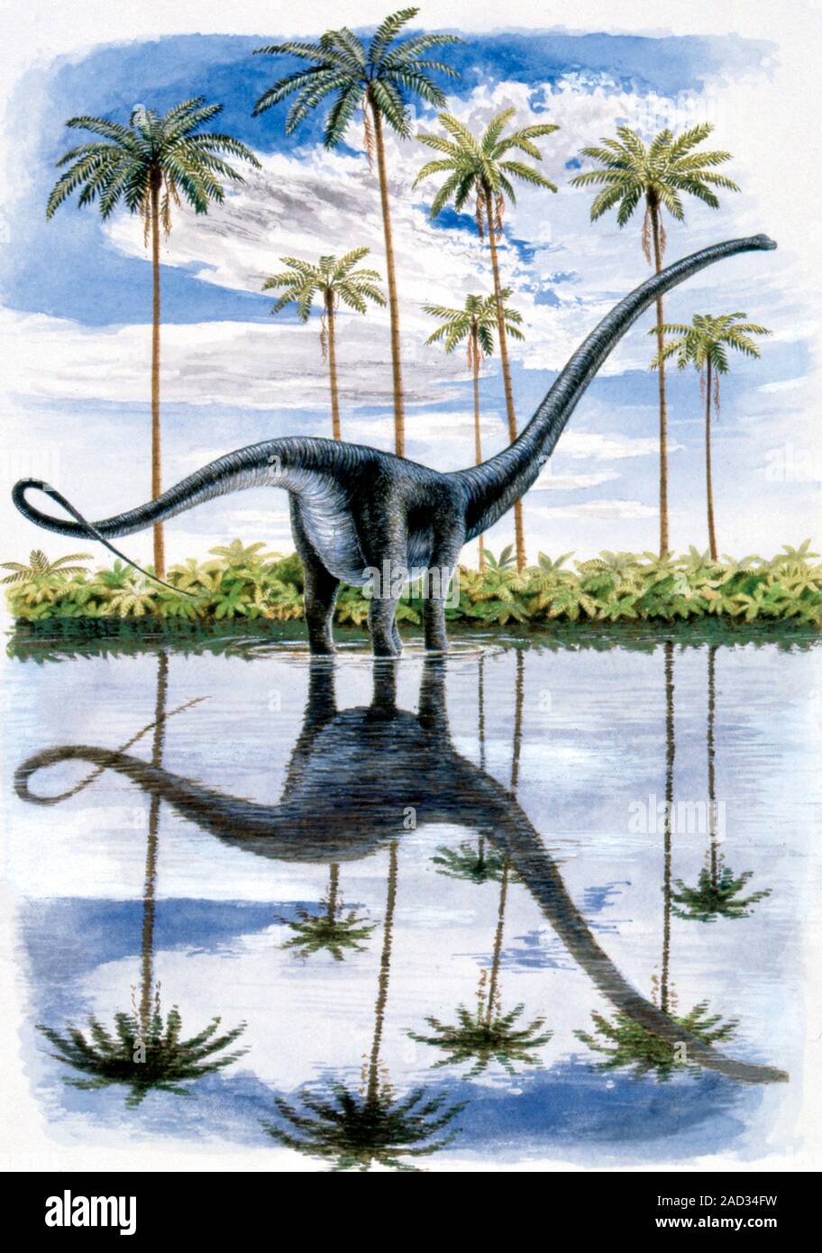 Alamosaurus dinosaurs. Computer illustration of an Alamosaurus sp ...