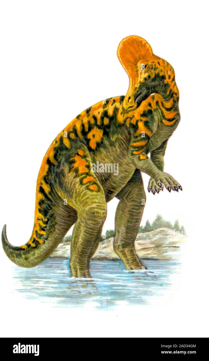 Corythosaurus dinosaur. Computer illustration of a Corythosaurus sp. dinosaur standing in a lake ...
